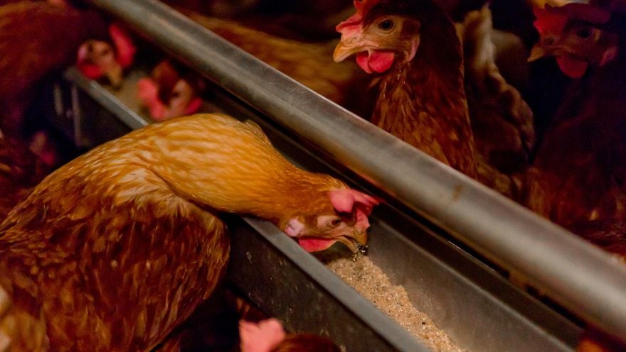 Importancia del control de temperatura en granjas de gallinas ponedoras